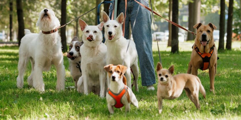 Siempre he tenido miedo de los perros. Superé mi miedo por mis hijos ...